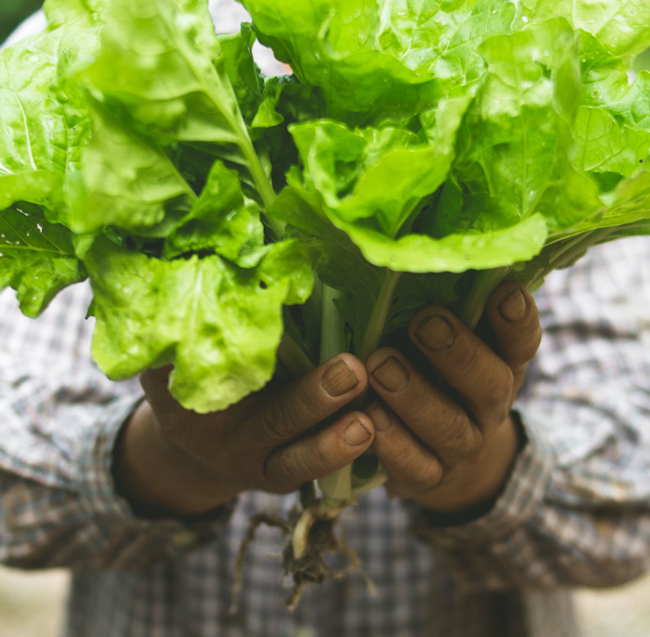 Barba Stathis - Νέα Γεωργία Νέα Γενιά